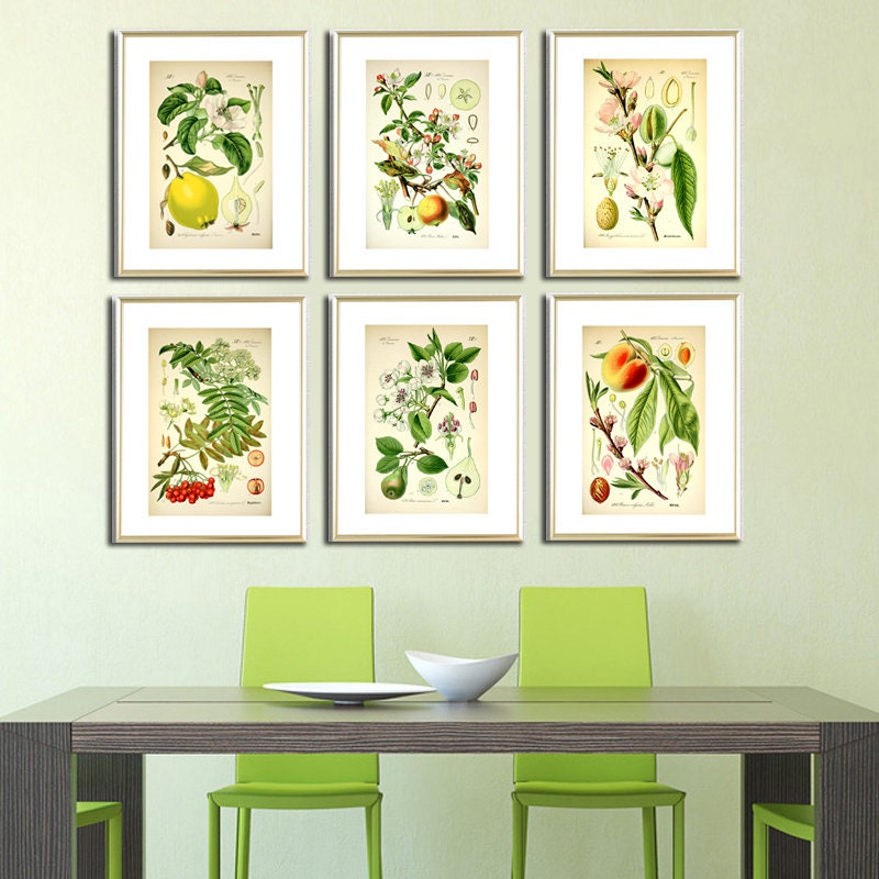 Fruit Art Print Set of 6 Botanical Fruit Home Decor Antique | Etsy