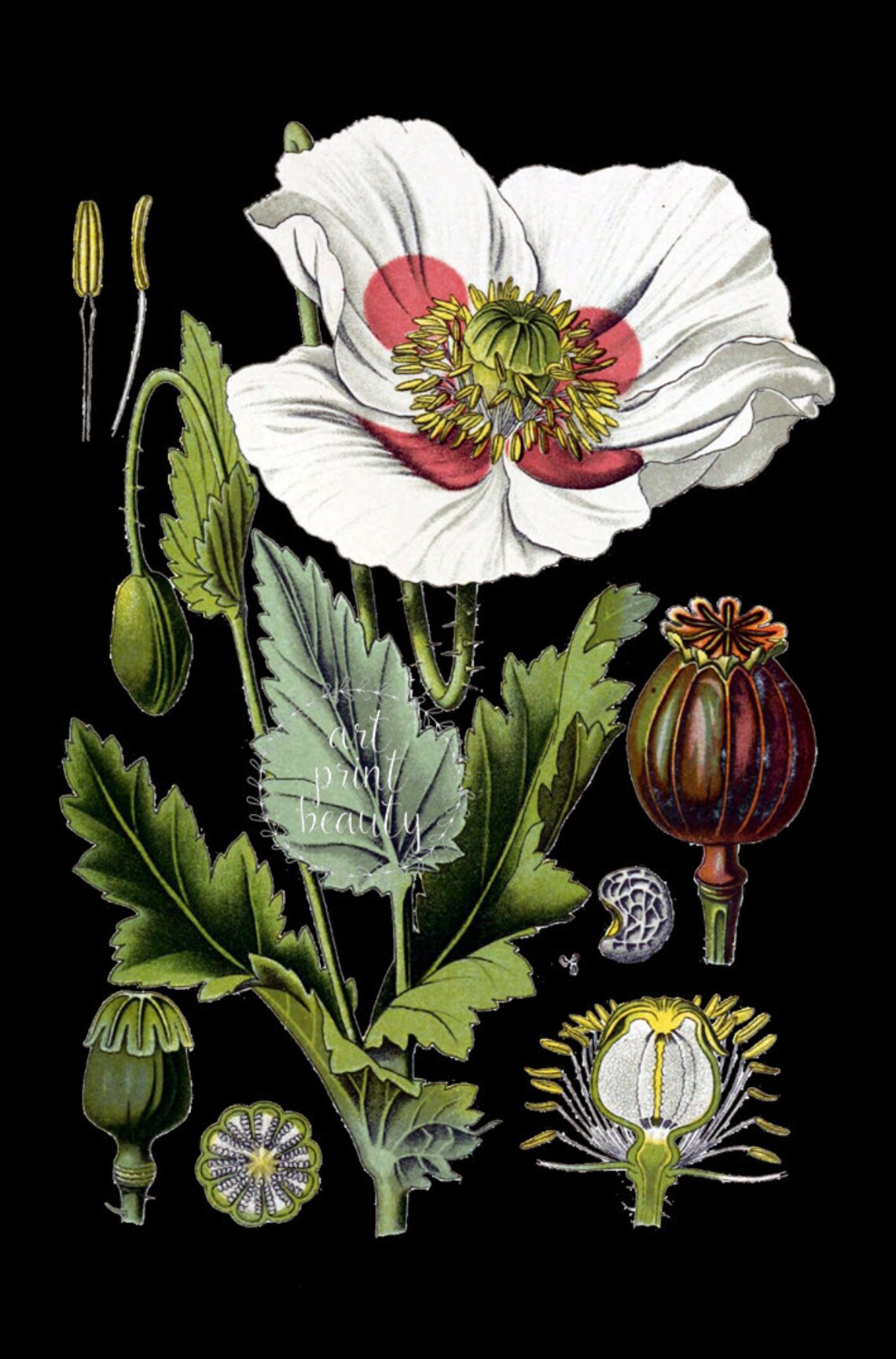 Opium Poppy Print, Flower Wall Art, Botanical Poster, White Flower ...