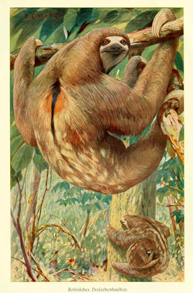 Sloth Art Print Vintage Animal Illustration Wall Art Poster | Etsy