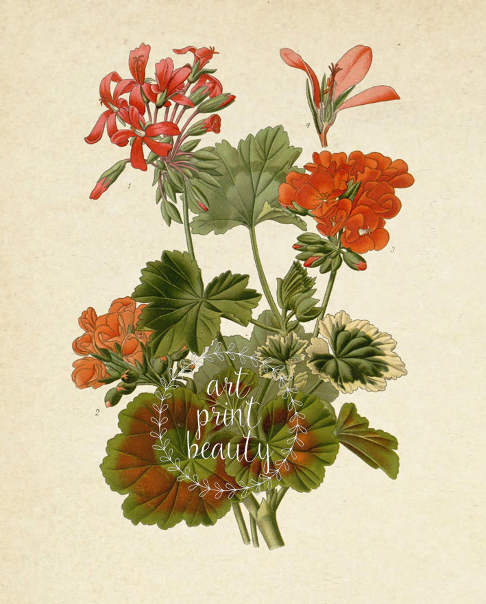 Beautiful Flowers Print Set of 4 Home Decor, Botanical Illustrations ...