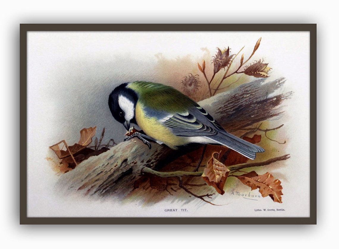 Great Tit Bird Print Vintage Bird Illustration Painting Print Great Tit Bird Print Vintage Bird Illustration Painting Print