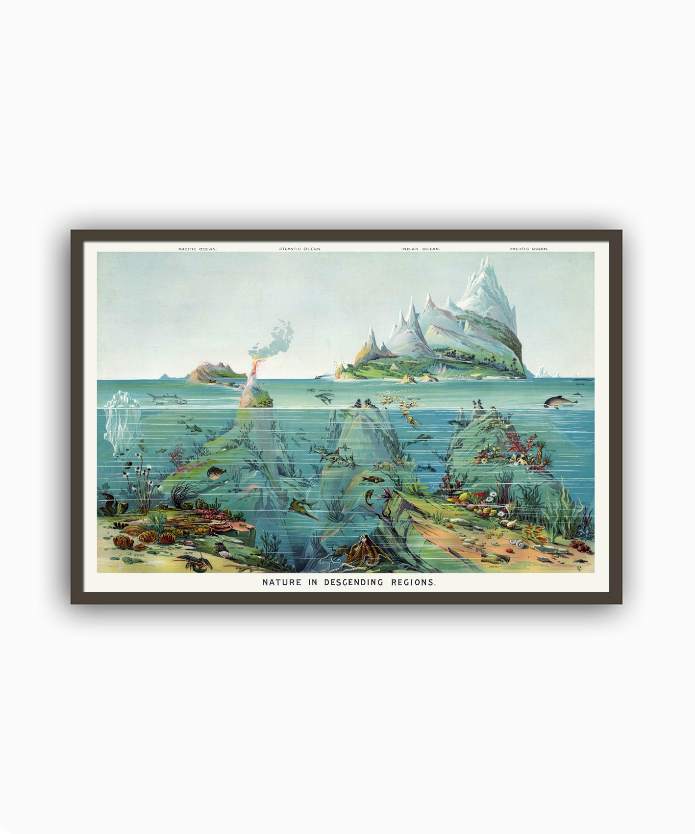 Ocean Poster Sea Life Print Geography Wall Art Education - Etsy UK