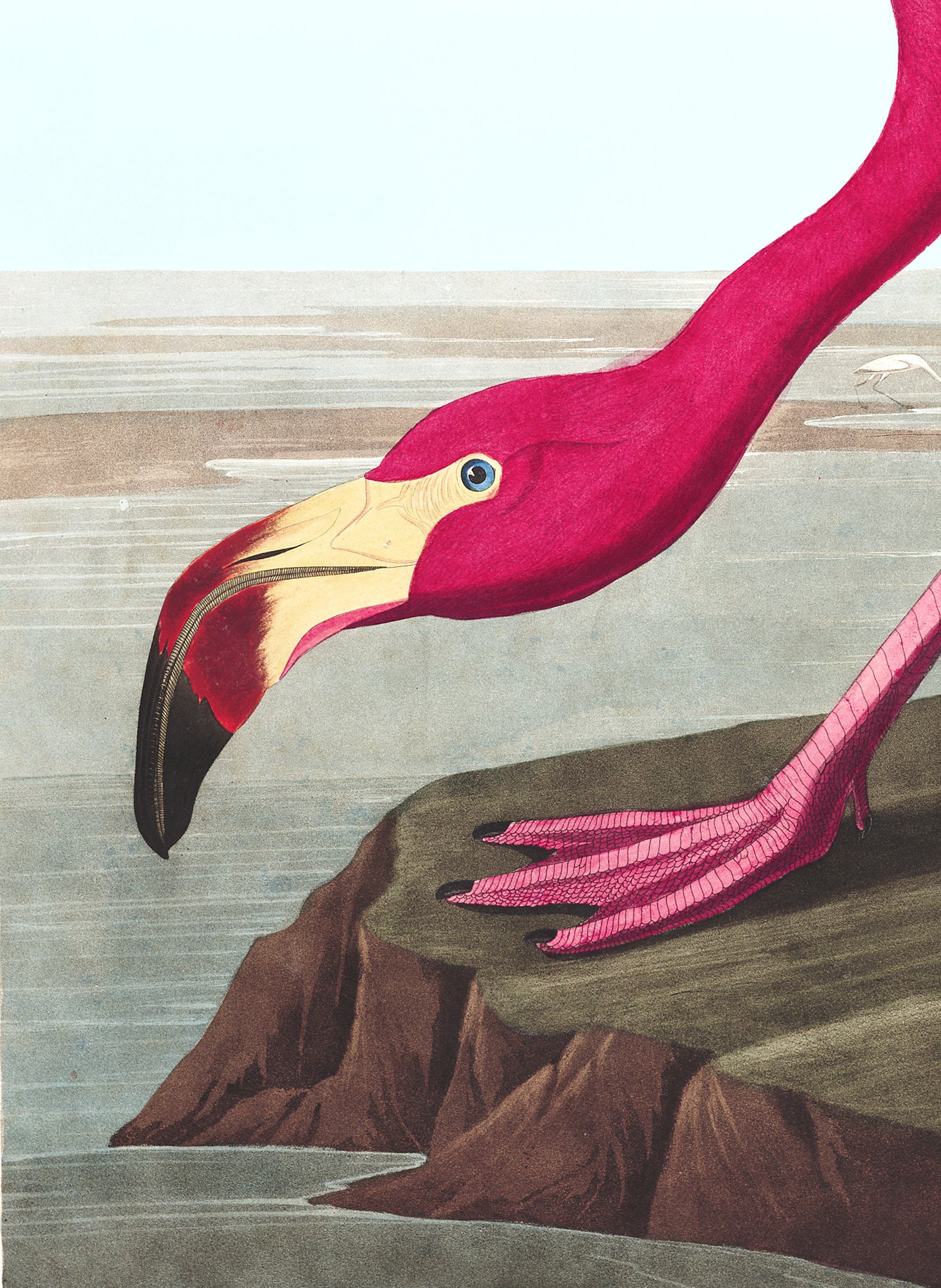 Flamingo Print Bird Large Poster Ornithology Print Audubon - Etsy
