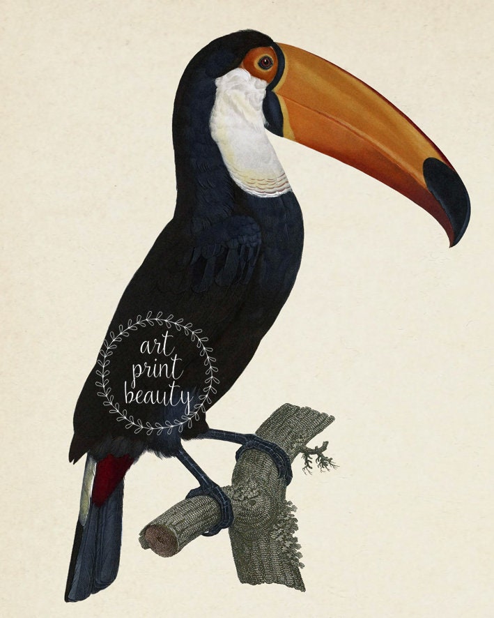 Toucan Bird Print Large Wall Art Decor Tropical Birds Poster | Etsy
