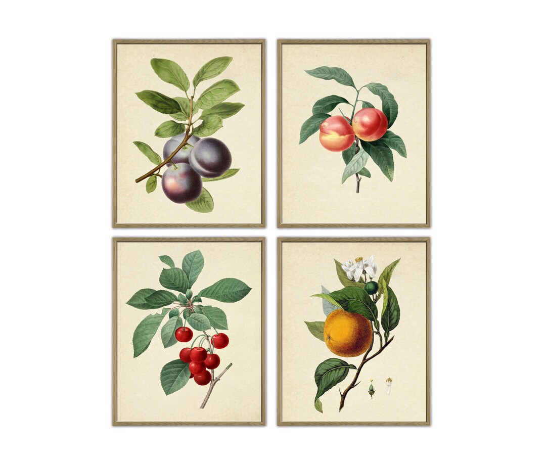 Fruit Print Set, Botanical Prints, Vintage Botanical Art, Orange Tree ...