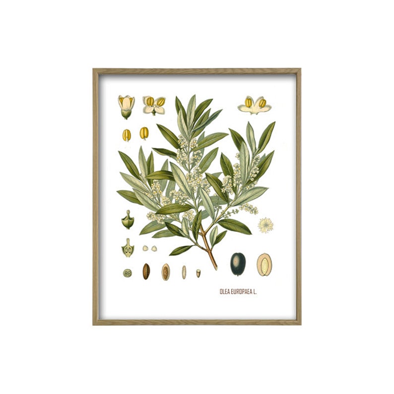 Olive Tree Print, Vintage Olive Tree, Olive Botanical Illustration ...