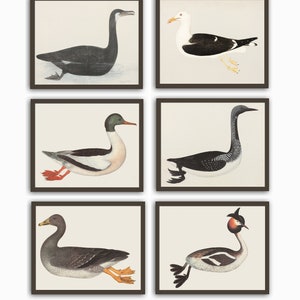 Bird Prints Set, Bird Wall Decor, Birds Gallery, Bird Sketch, Print Set ...