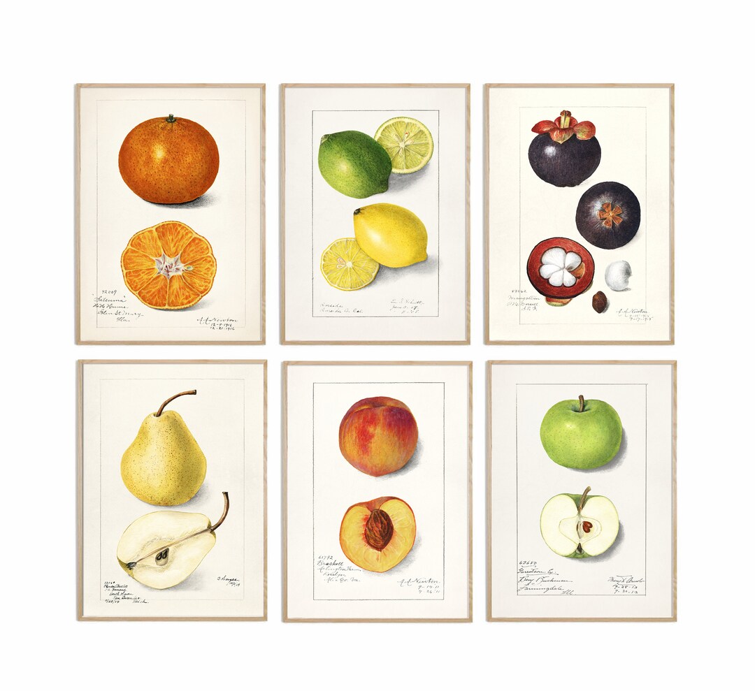 Fruit Art Print Set of 6, Antique Botanical Fruit Home Decor, Fruit ...