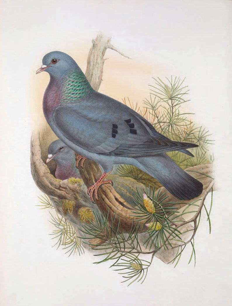 Pigeon Bird Print Pigeon Wall Decor Pigeon Vintage - Etsy