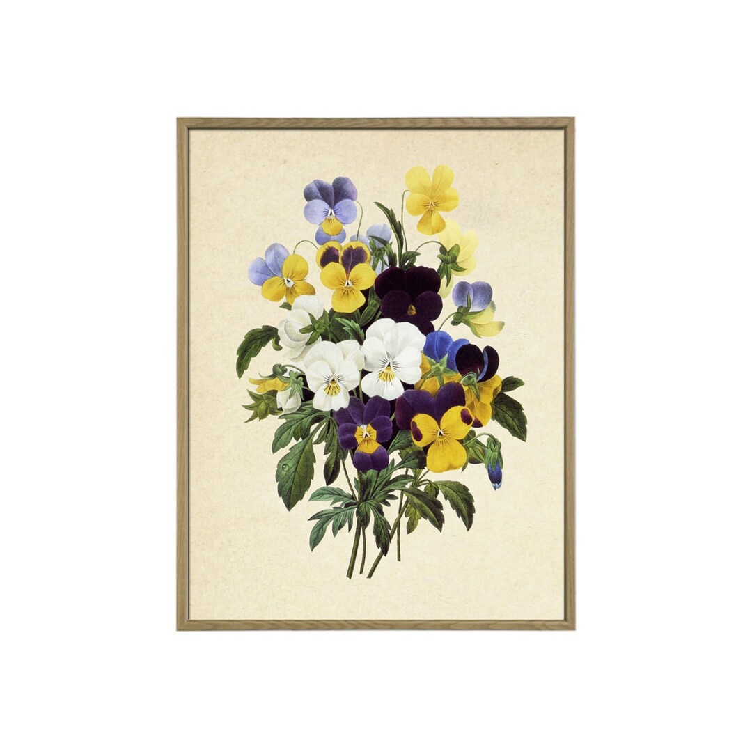 Pansy Print, Vintage Flower Art Print Antique Wall Art Flower Wall Art ...