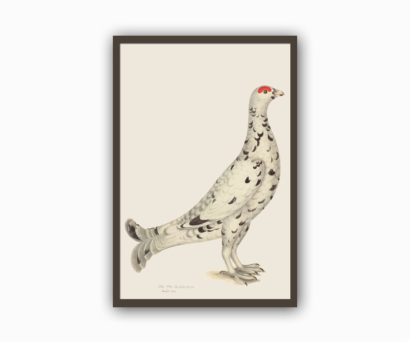 Bird Print Black Grouse Print Large Wall Art Decor Black | Etsy