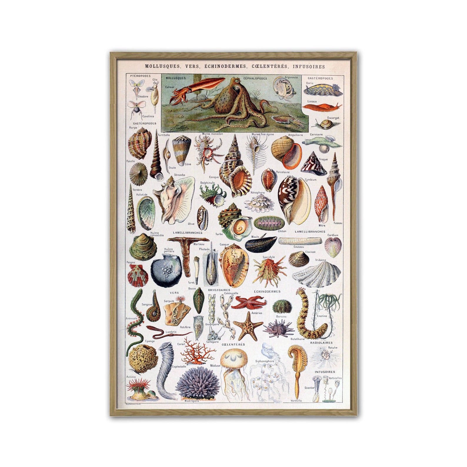 Molluscs Wall Art Print Seashell Illustration Print Seashell - Etsy