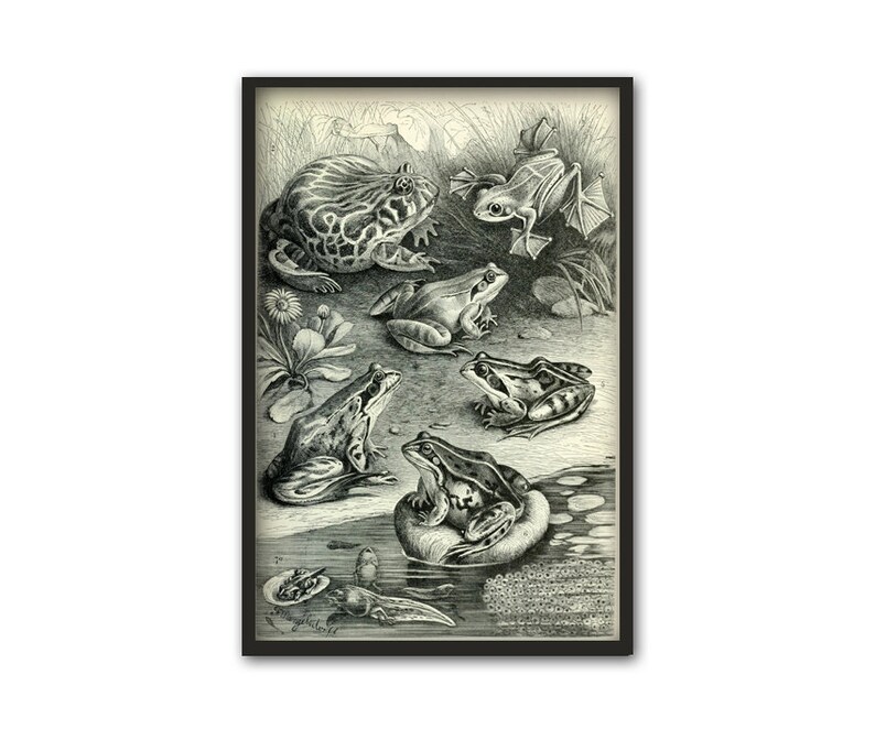 Frog Wall Art Decor Amphibian Print Animal Vintage - Etsy