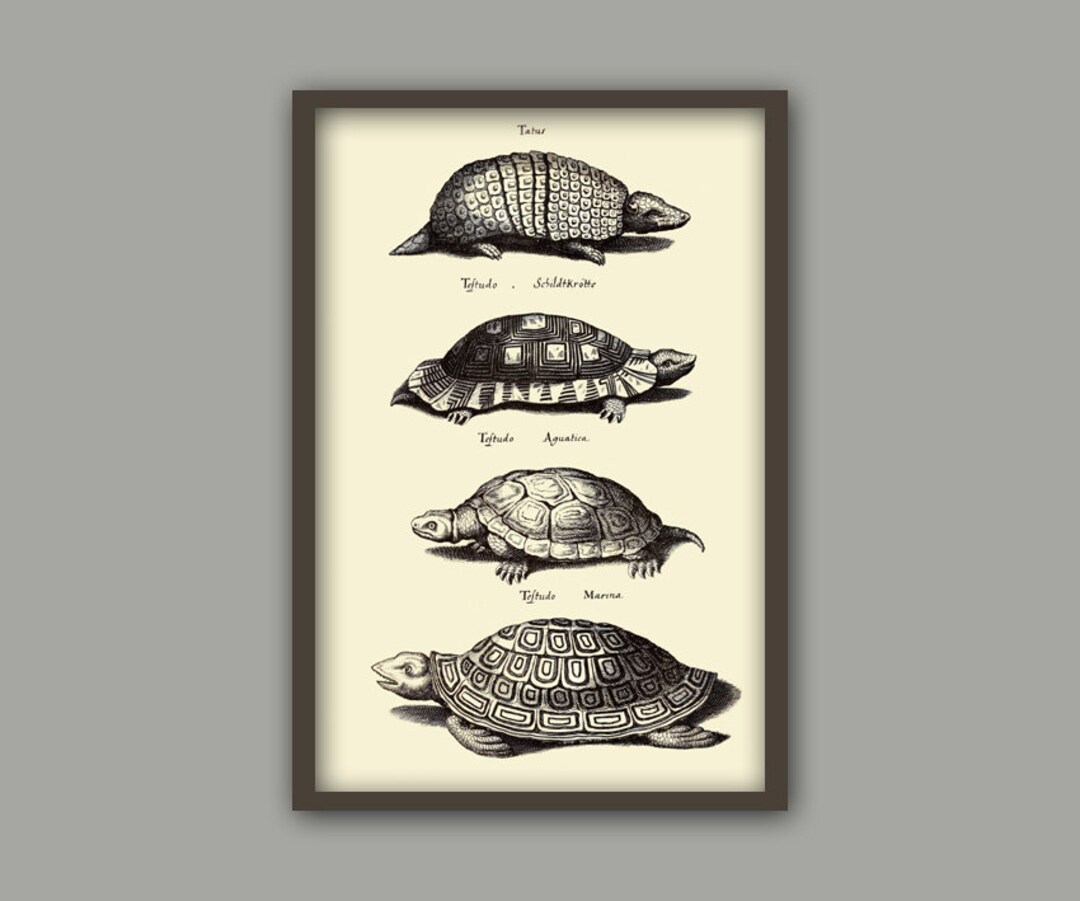 Antique Turtle Print Art, Turtle Wall Art Home Decor, Turtle Print ...