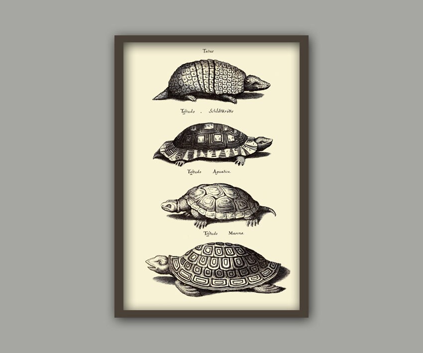 Antique Turtle Print Art Turtle Wall Art Home Decor Turtle - Etsy