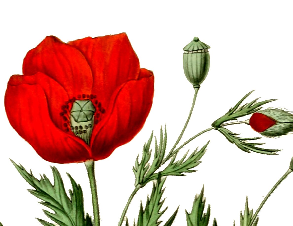 Antique Poppy Print Set of 4 Home Decor Flower Botanical - Etsy