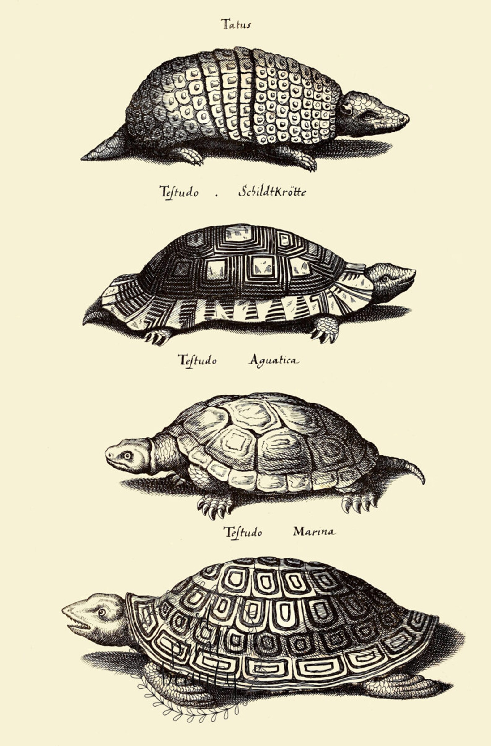 Antique Turtle Print Art Turtle Wall Art Home Decor Turtle - Etsy