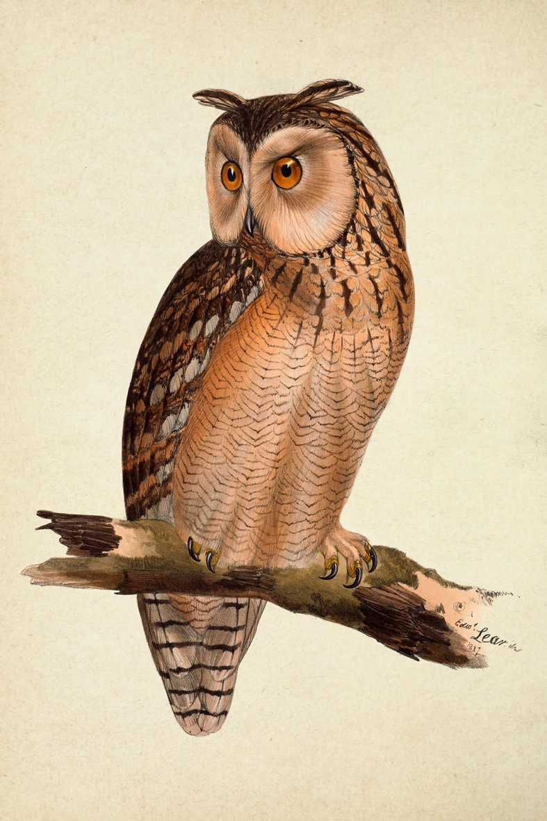 Owl Picture Print Set of 6 Bird Wall Decor Ornithology - Etsy