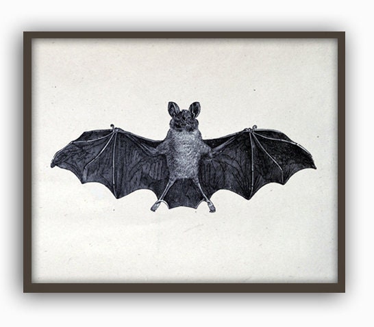 Bat Print Bat Wall Art Bat Poster Animals Print - Etsy