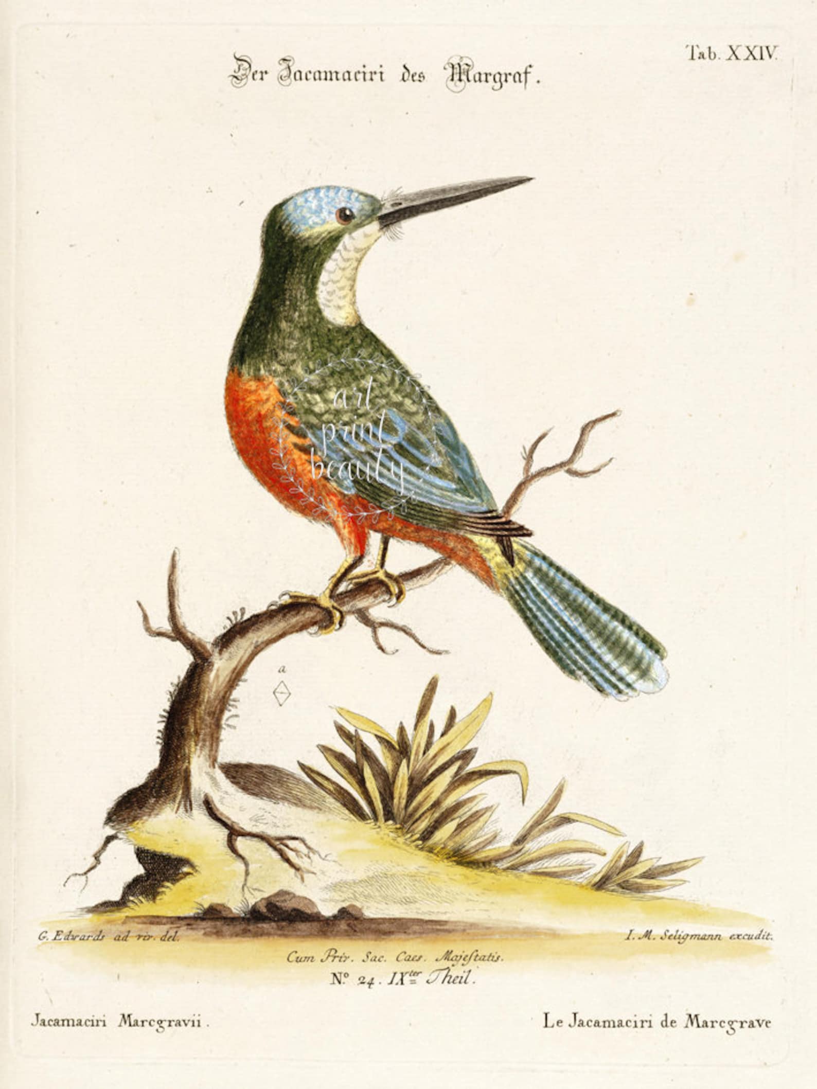 Beautiful Bird Print Set of 6, Large Wall Art Print, Living Room Decor ...