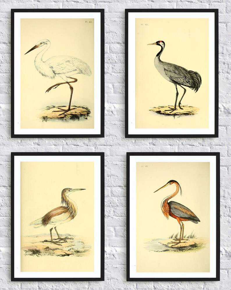 Bird Print Large Wall Art Decor Birds Vintage Illustration | Etsy