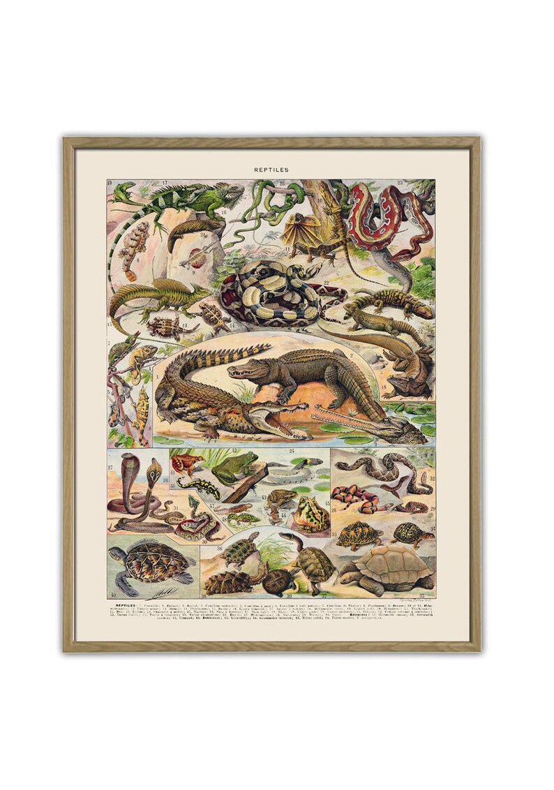 Millot Reptiles, Types of Reptiles Wall Art, Affiche Biologie Serpent ...