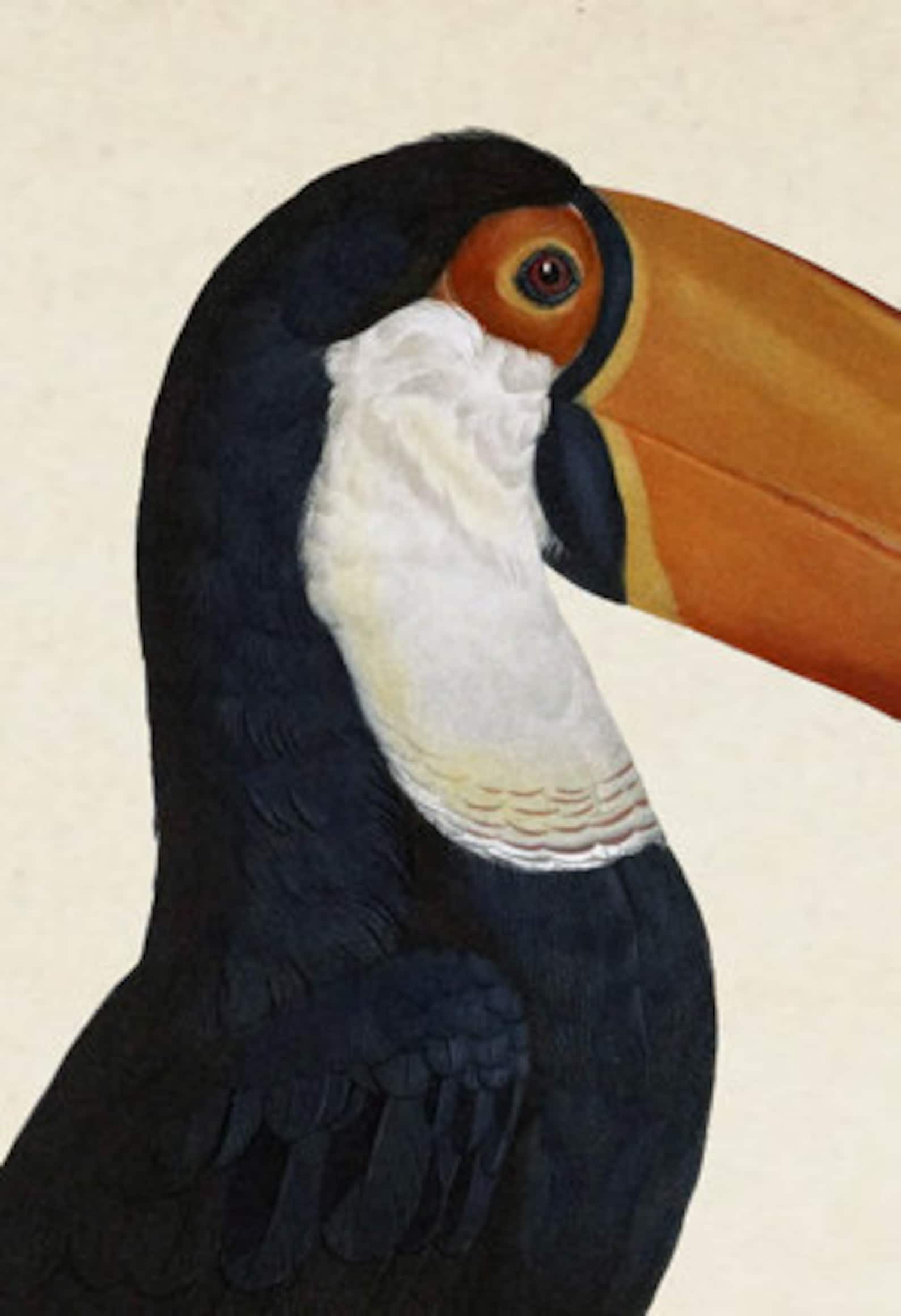 Toucan Bird Print Large Wall Art Decor Tropical Birds Poster | Etsy