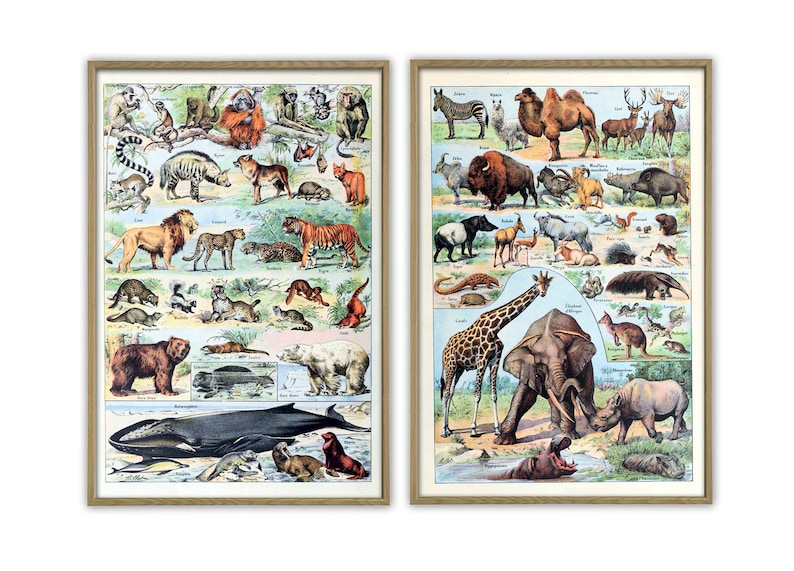 Set of 2 Animal Print - Animals Poster - Animals Wall Art Print ...