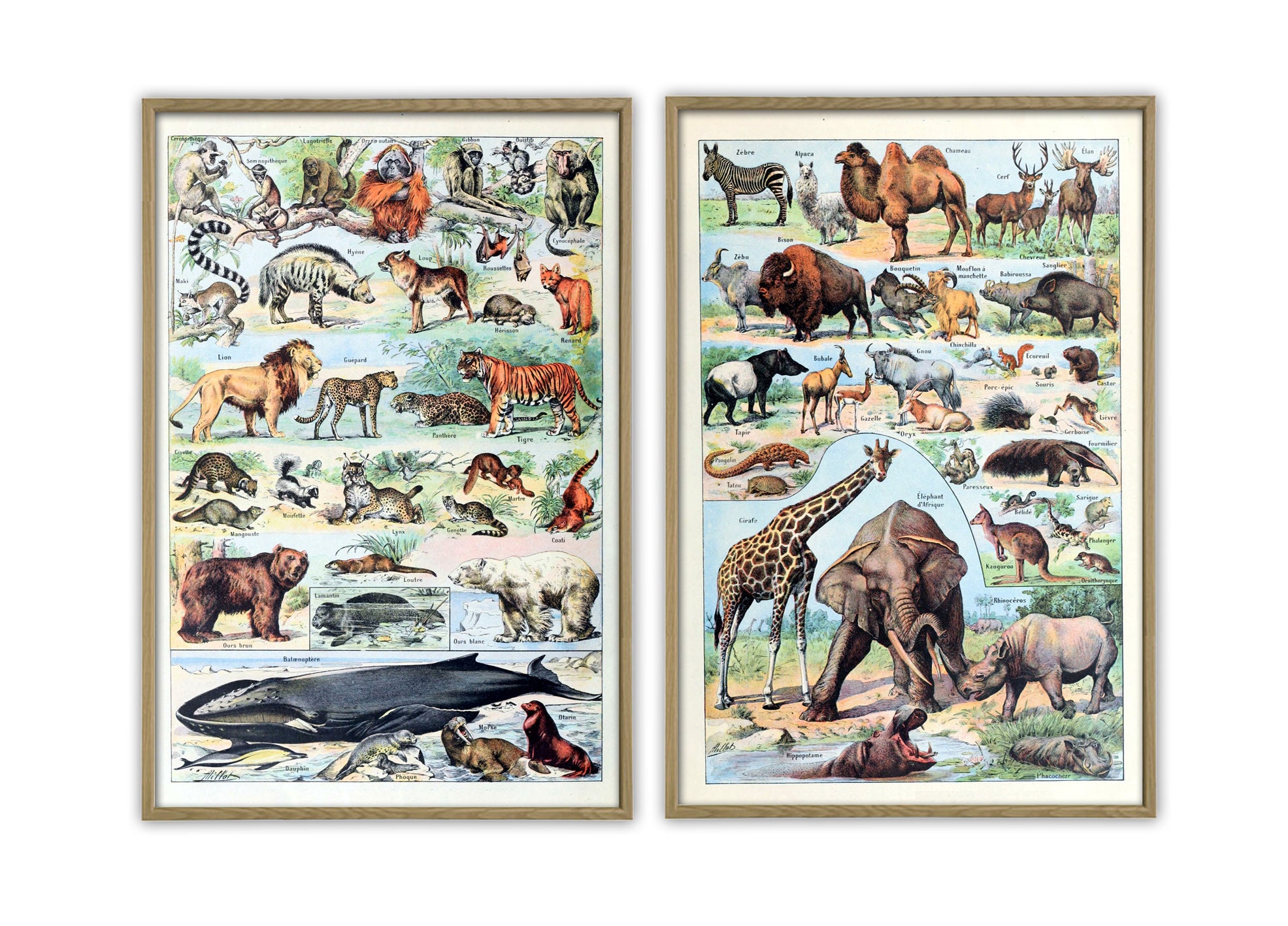 Set of 2 Animal Print - Animals Poster - Animals Wall Art Print ...
