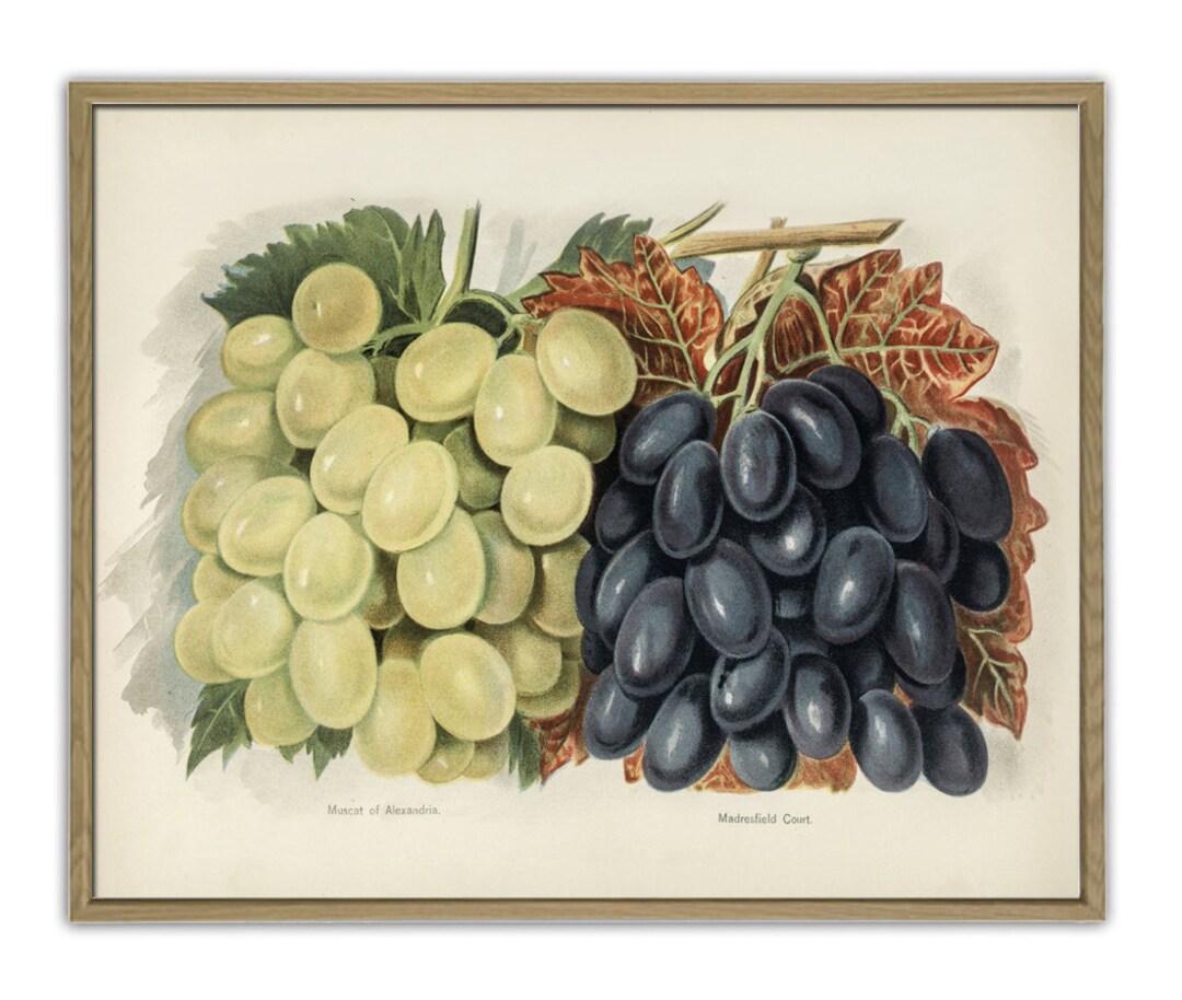Vintage Botanical Print Set, Giclee, Antique Botanical, Grapes Prints ...