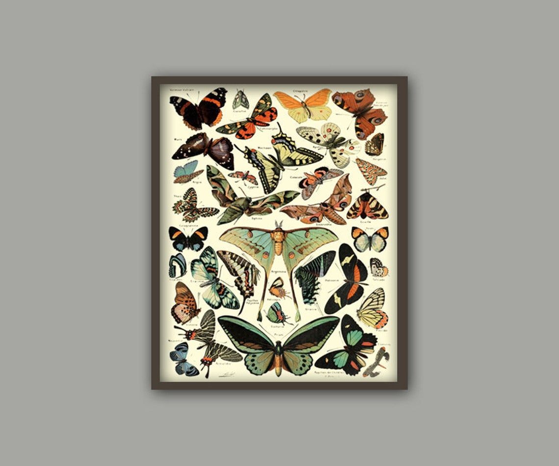 Antique Butterfly Wall Art Print, Butterfly Home Decor, Butterfly ...