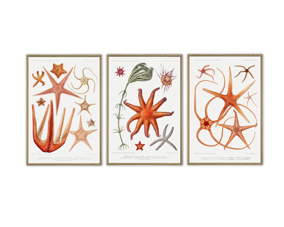 Starfish Print Set, Marine Biology Poster Bathroom Decor Print ...
