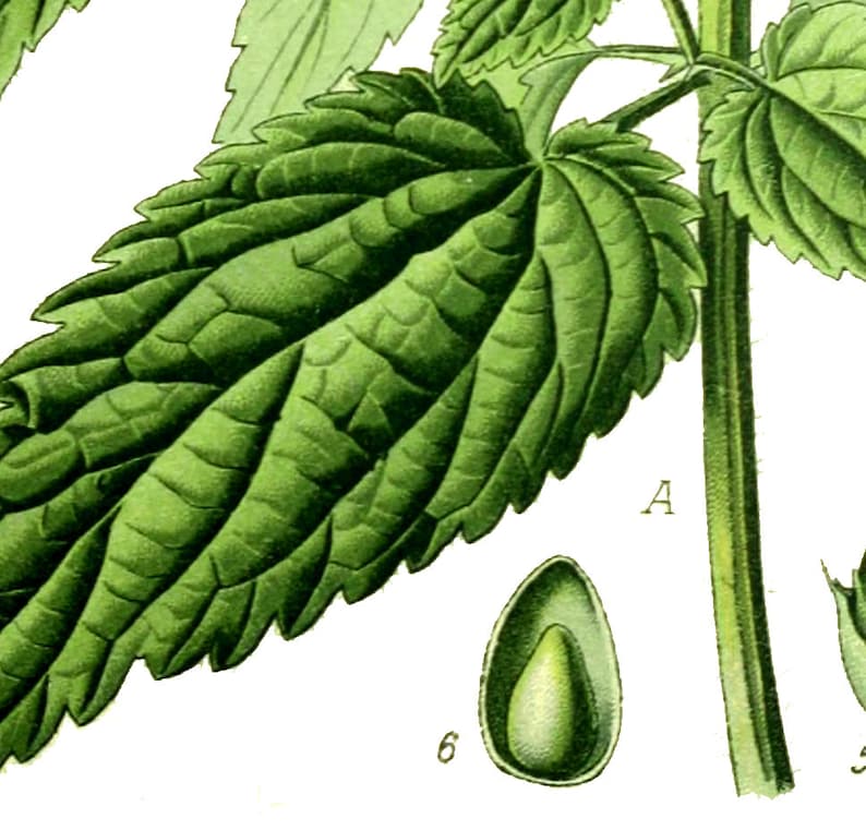 Nettle Print Botanical Illustration Green Plant Wall Art - Etsy