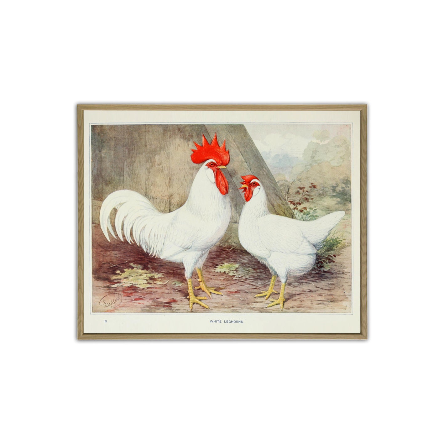 Rooster Print Chickens Print Bird Poster Kitchen Wall Art - Etsy