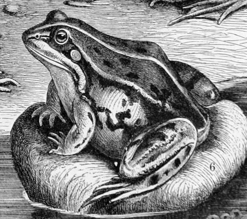 Frog Wall Art Decor Amphibian Print Animal Vintage - Etsy