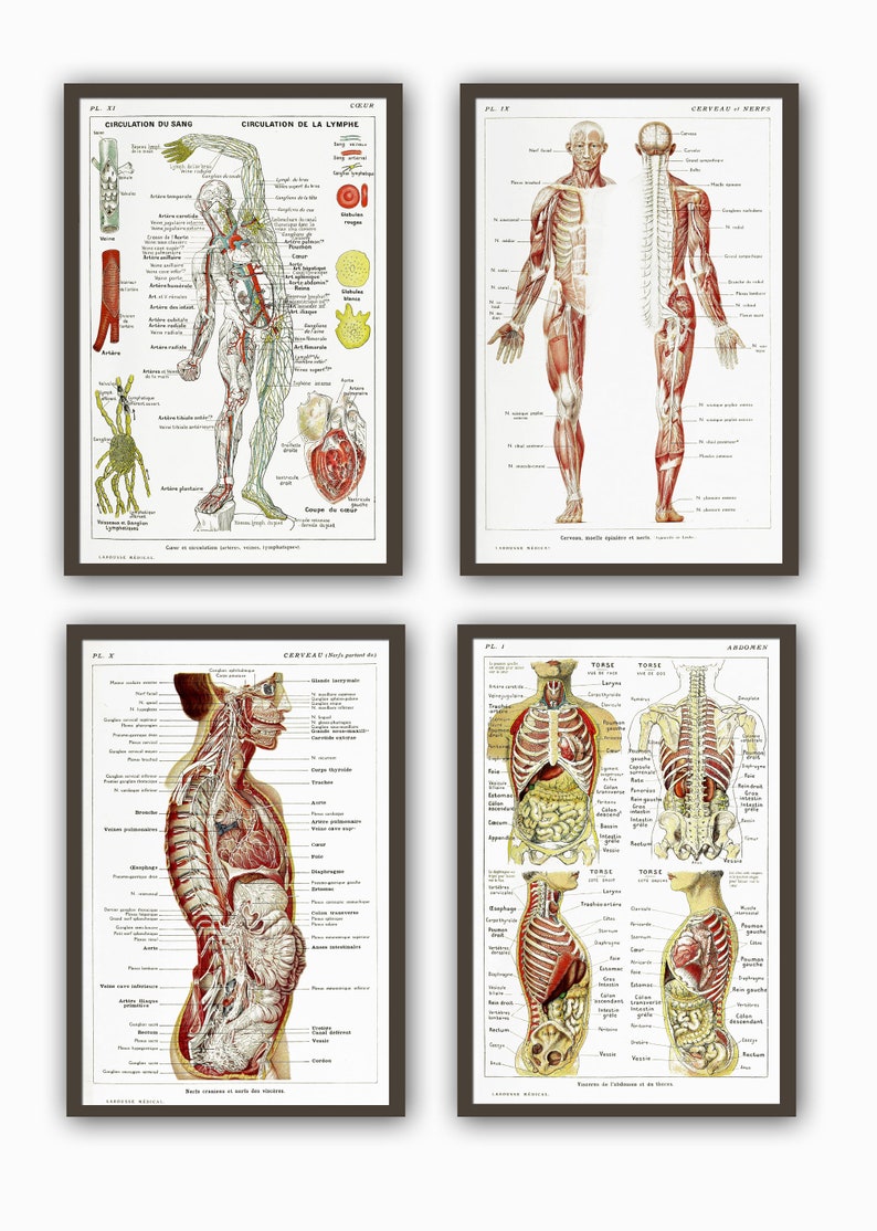 Human Anatomy Print Set Medical Science Print Set of 4 - Etsy