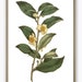 Tea Plant Print Kitchen Wall Art Decor Botanical Poster - Etsy