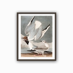 Bonapartian Gull Print, Vintage Bird Illustration, Beach Cottage Decor ...