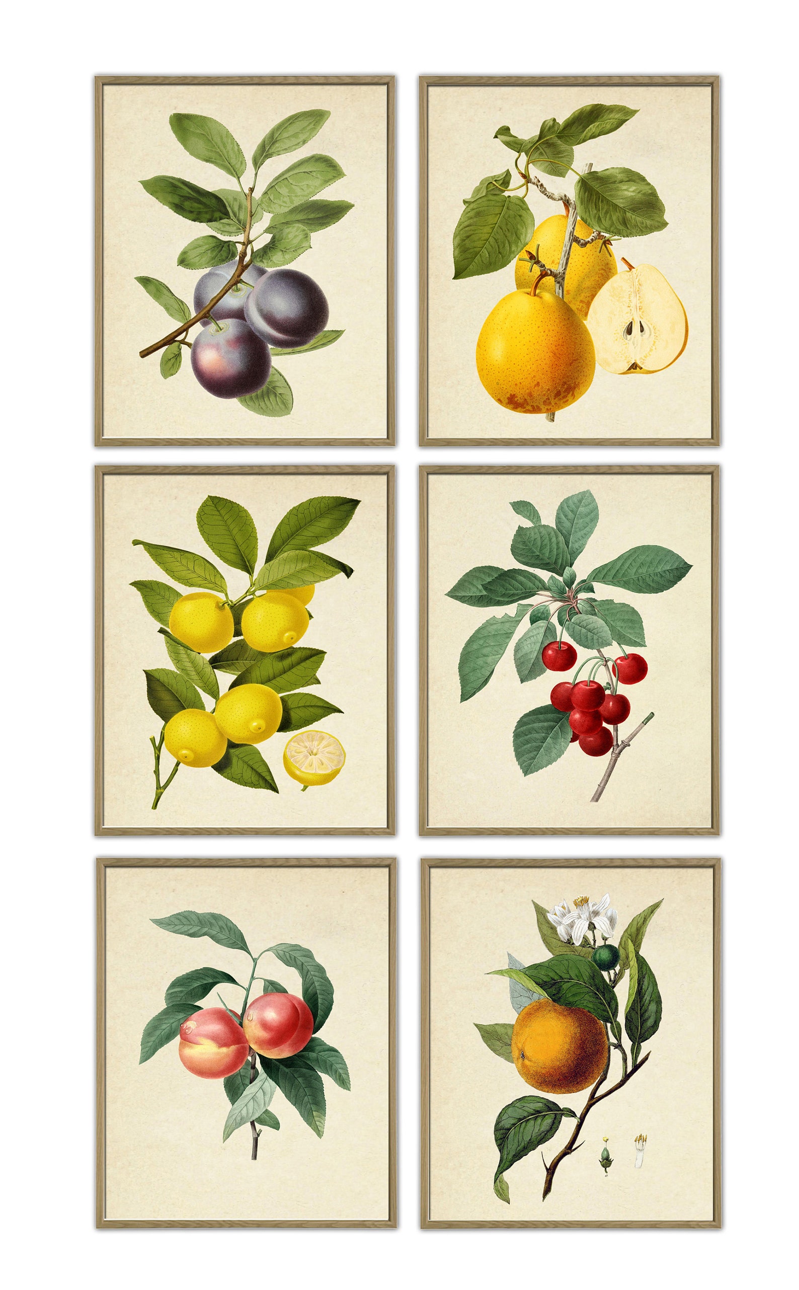 Fruit Print Set Botanical Prints Vintage Art Botanical Plum - Etsy