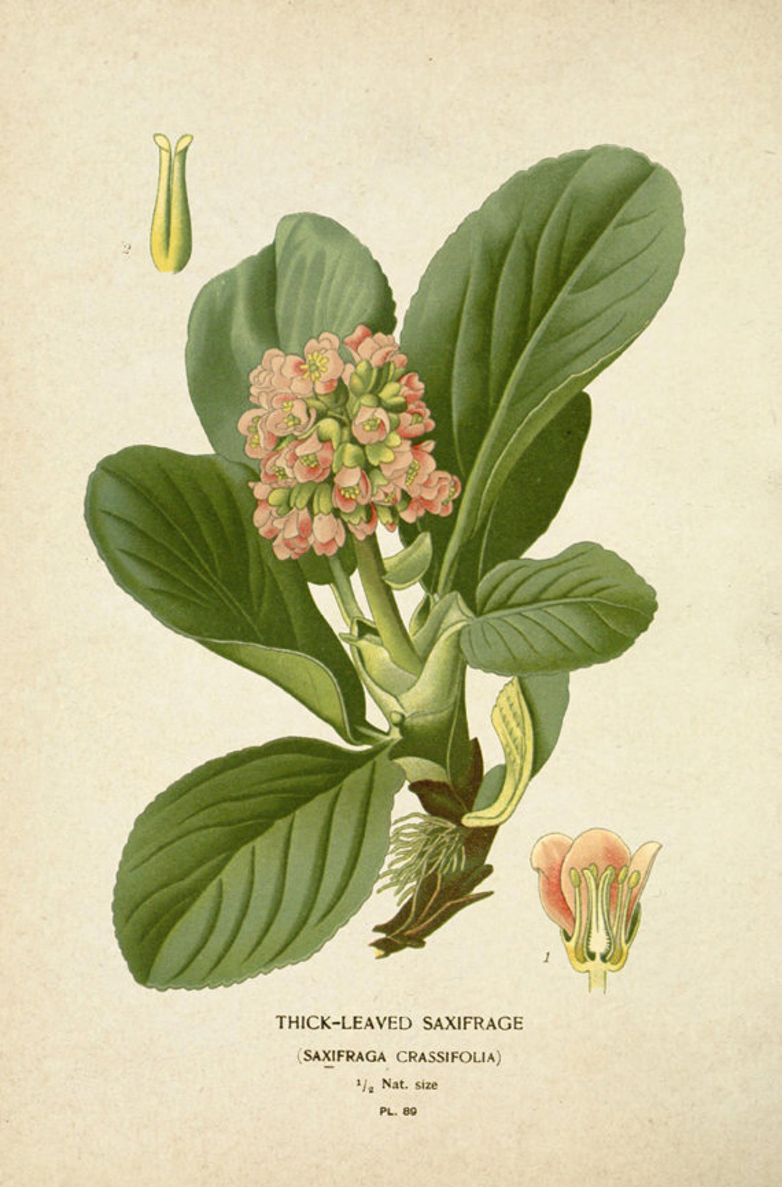 Rustic Botanical Illustration Flowers Prints Wall Art Print - Etsy