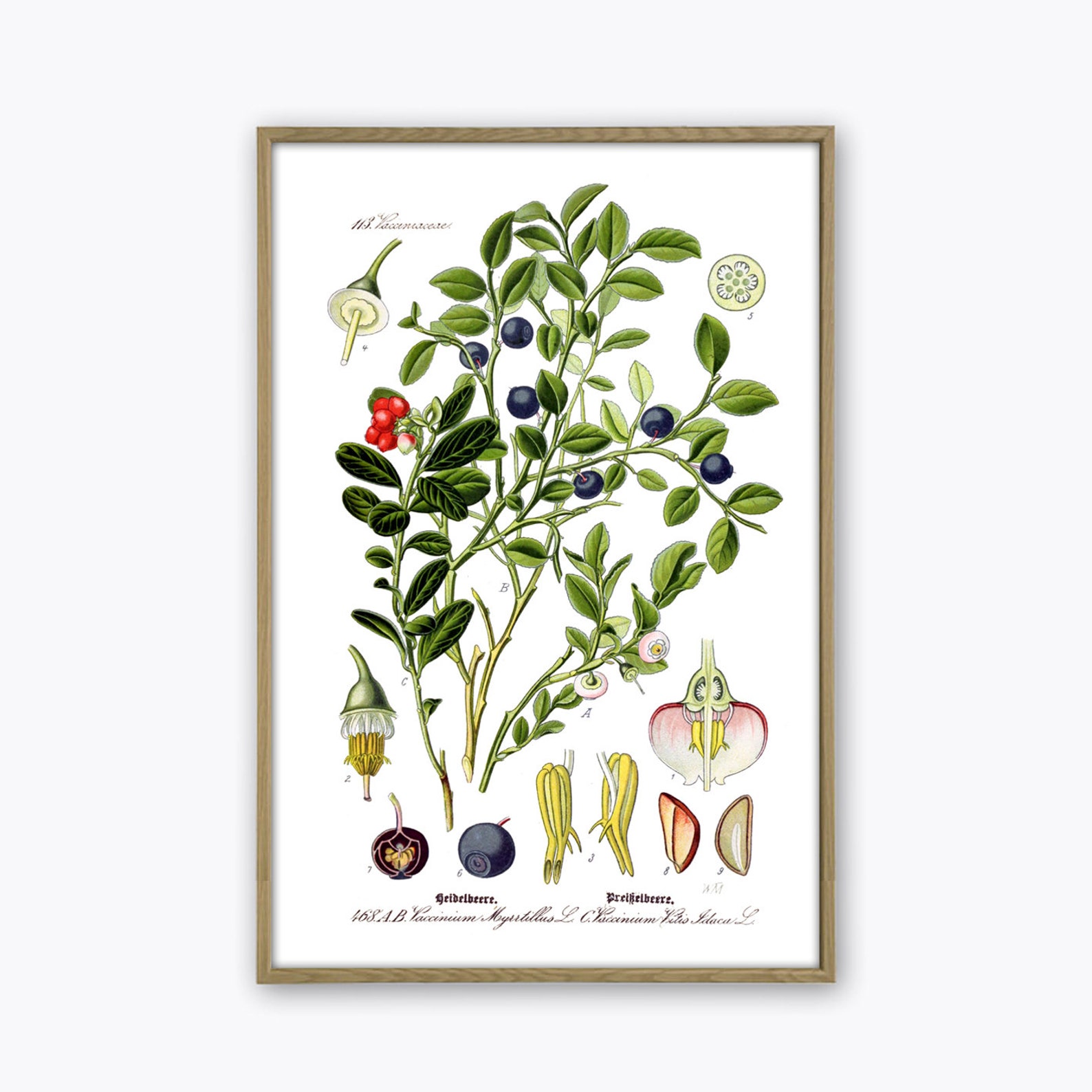 Berry Print Kitchen Wall Art Decor Botanical Illustration - Etsy
