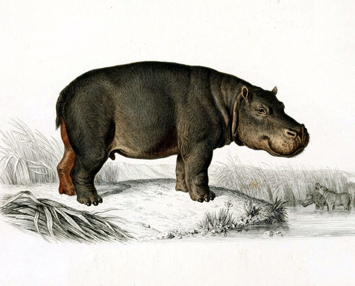 Hippo Print, Hippopotamus Poster, Wild Animals Book Illustration ...
