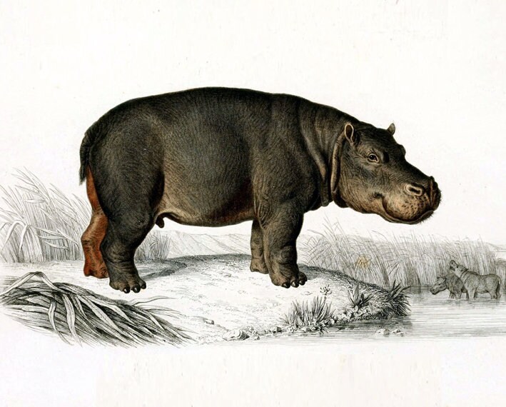 Hippo Print Hippopotamus Poster Wild Animals Book Plate | Etsy