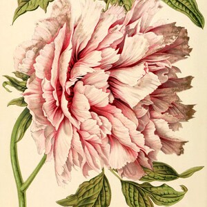 Pink Flower Printable Floral Print Flowers Wall Art Decor Flowers ...