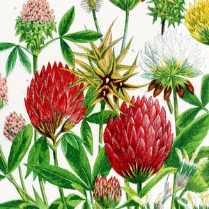 Flower Print, Clover Print, Flower Botanical Decor, Flower Vintage ...