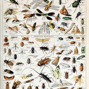 Insect Print - Insect Poster - Sсience Wall Art Print - Entomology ...