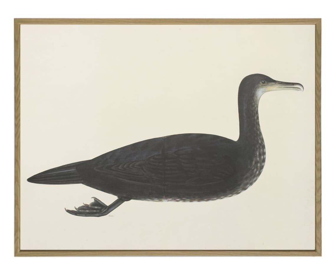 Cormorant Bird Print Wall Art Decor Vintage Illustration Living Room ...