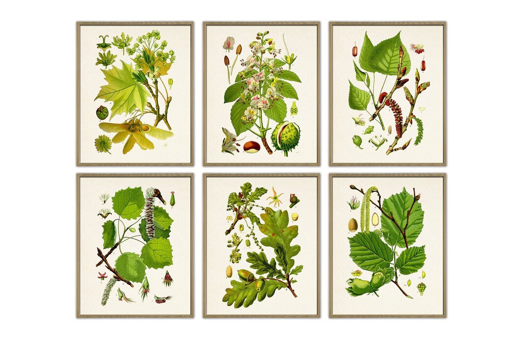 Botanical Print, Tree Print, Green Leaves Print, Botanical Wall Decor ...