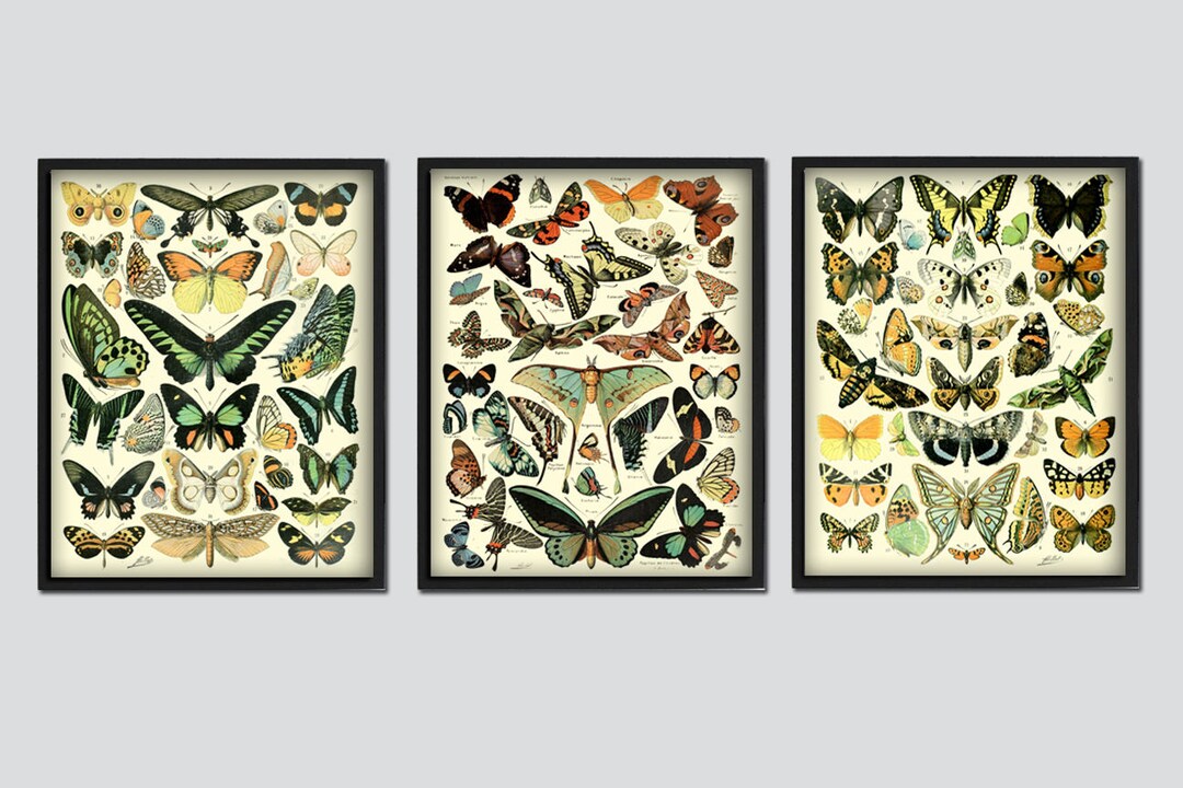 Butterfly Print, Insect Science Poster, Entomology Print Set of 3 - Etsy