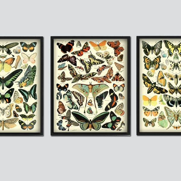 Entomology Print - Etsy